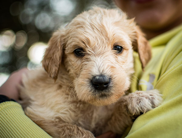 Labradoodles Puppies in Lancaster County, PA - Creek Hill Farm